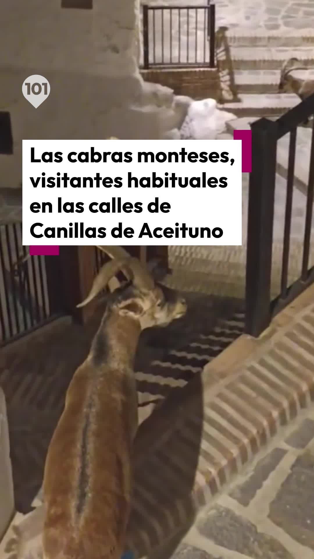 Las cabras monteses, visitantes habituales en Canillas de Aceituno