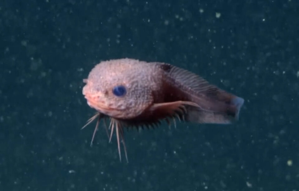 Descubren tres nuevas especies de pez caracol a 3.300 metros en California