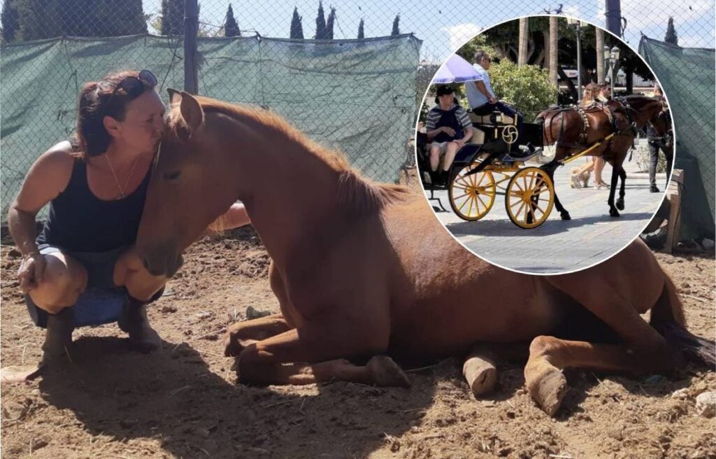 De los carruajes a un refugio: así será la nueva vida para los caballos del Centro de Málaga