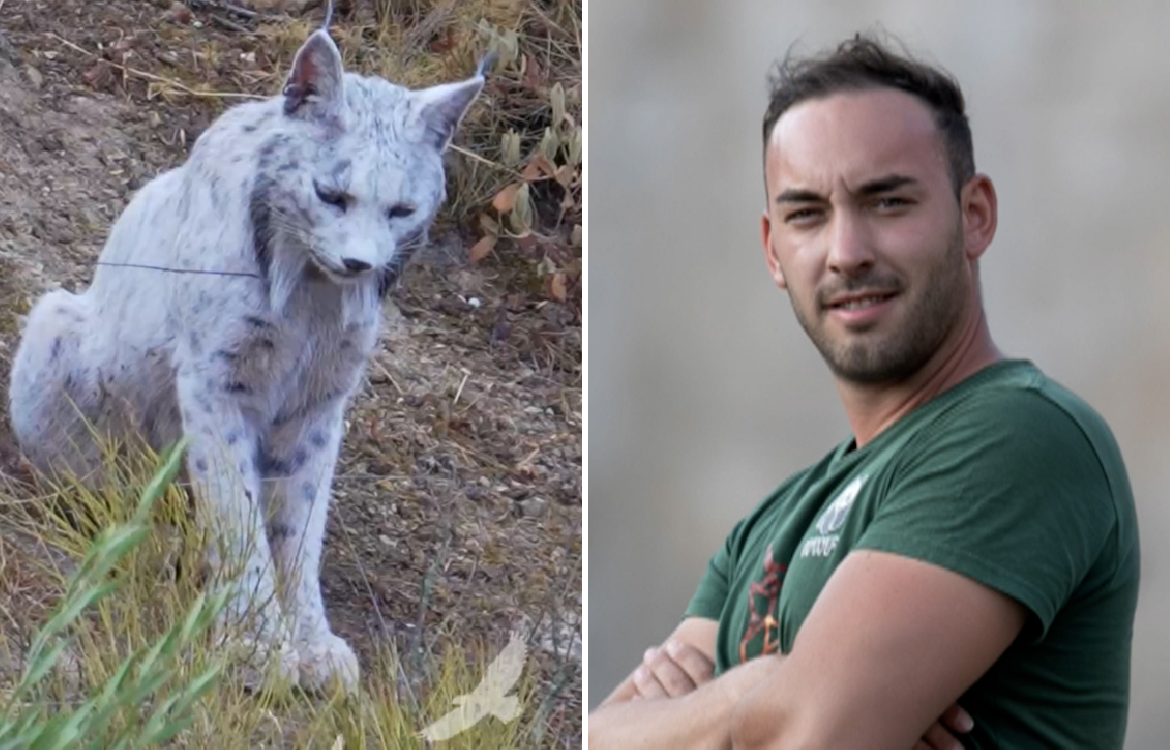 El fotógrafo del lince ibérico blanco: "Los expertos creen que el color ...