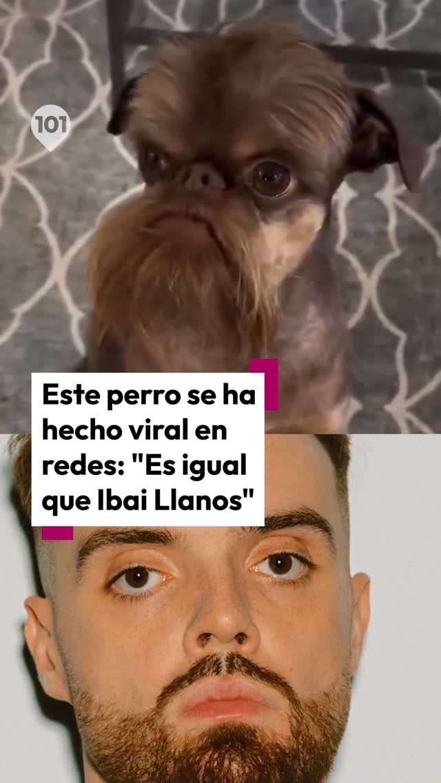 Un perro se ha hecho viral por parecerse a Ibai: "Me habéis mencionado ...